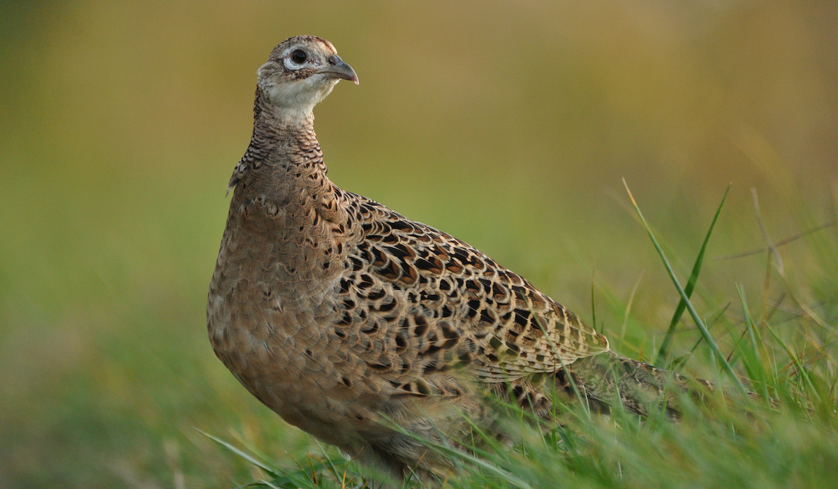 Chicken and Fowl - Looking at the Differences - The Hip Chick