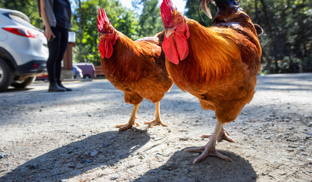 Chicken, Hen, or Rooster: What's the difference? - The Hip Chick