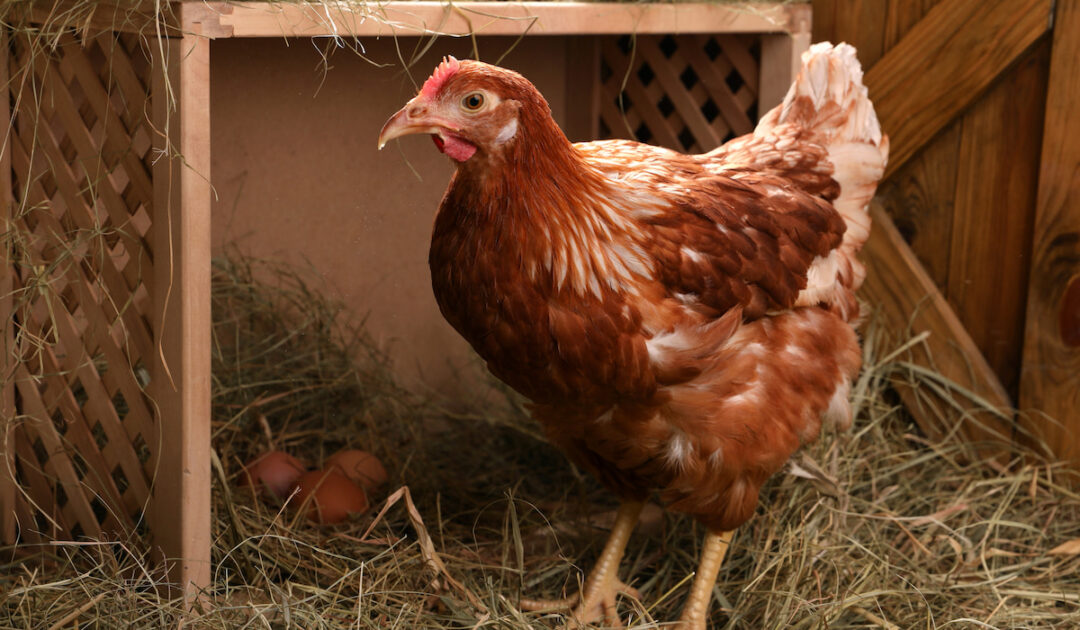 Can You Move A Chicken Sitting on Eggs? Here is how. - The Hip Chick