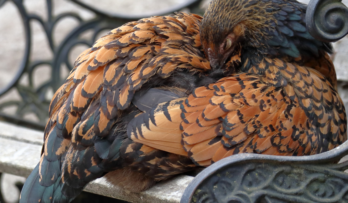 How Much Should A Chicken Sleep? - The Hip Chick