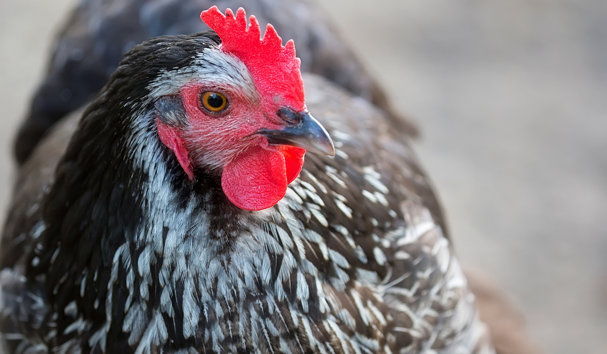Recognizing an Egg-Bound Chicken: How You Can Help - The Hip Chick