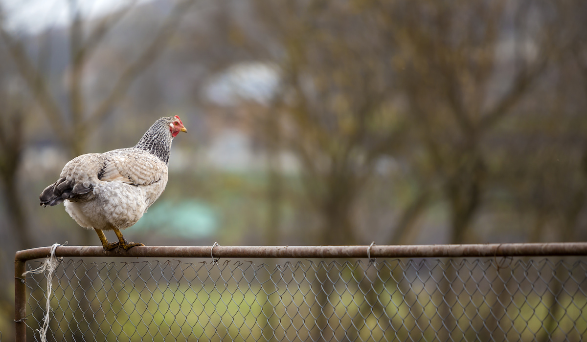 How Much Does A Chicken Weigh! - The Hip Chick