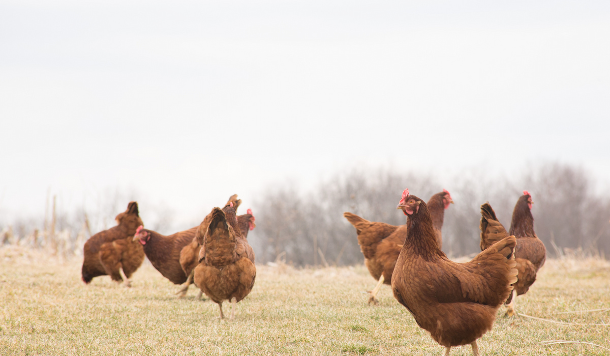 9 Best Egg Laying Hens for Idaho - The Hip Chick