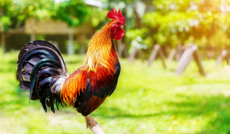 How Much Does A Chicken Weigh! - The Hip Chick