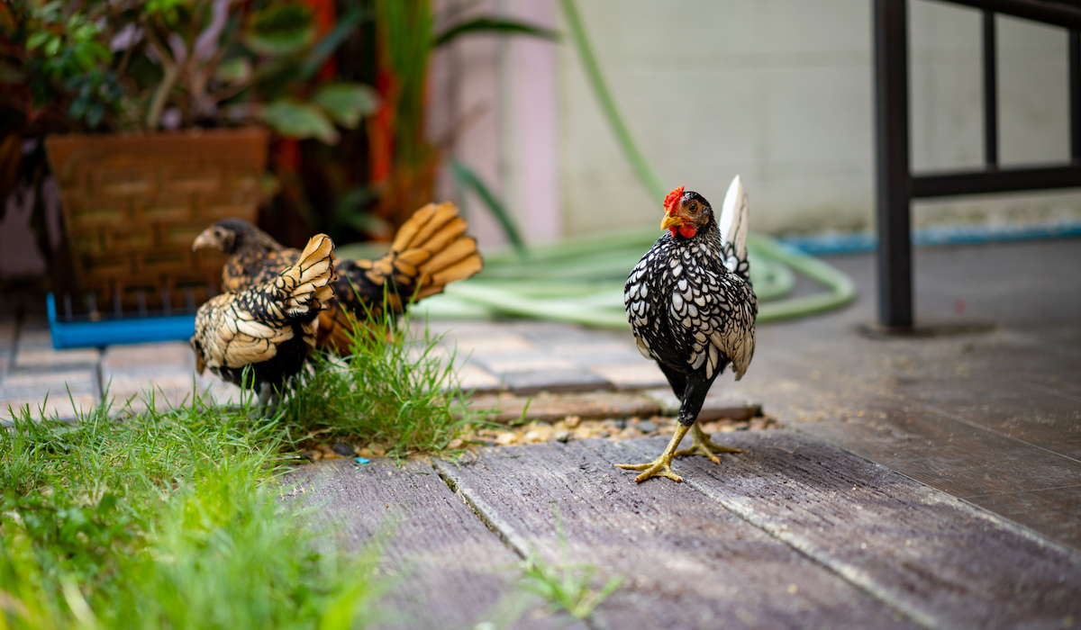 How Much Does A Chicken Weigh! - The Hip Chick