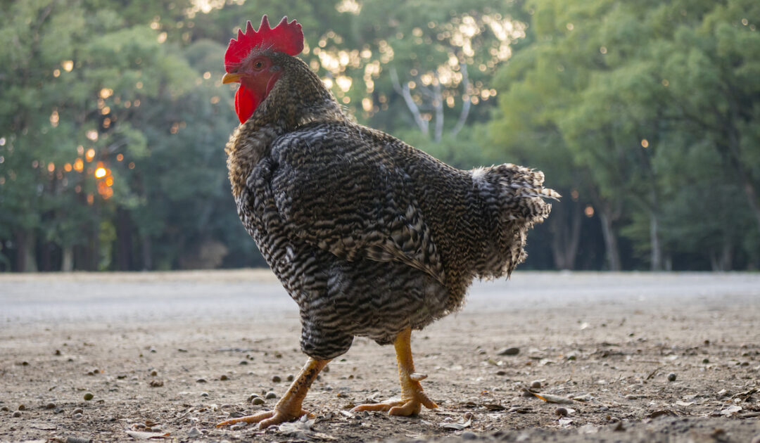 How Much Does A Chicken Weigh! - The Hip Chick