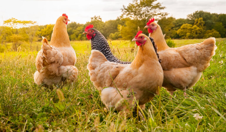 36+ Ideas for Naming Your Chicken or Poultry Farm - The Hip Chick