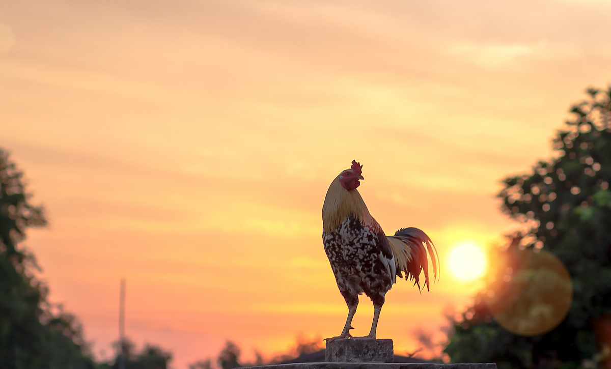 Over 150 Awesome Rooster Names for Your Male Chicken - The Hip Chick