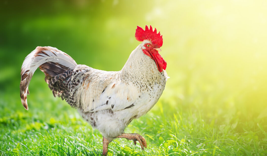 Over 150 Awesome Rooster Names for Your Male Chicken - The Hip Chick