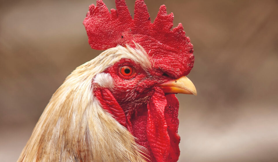 Over 150 Awesome Rooster Names for Your Male Chicken - The Hip Chick