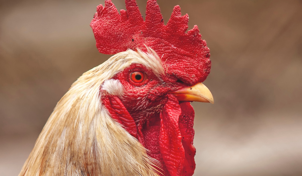 Over 150 Awesome Rooster Names for Your Male Chicken - The Hip Chick