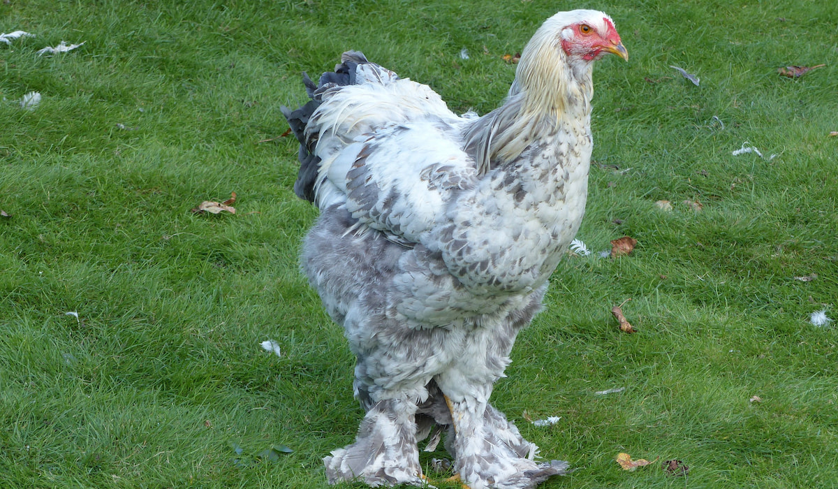Chicken Breeds with Feathered Feet - The Hip Chick