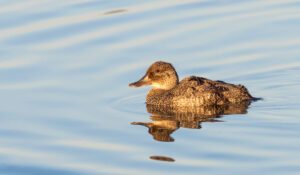 Female Duck Names - The Hip Chick