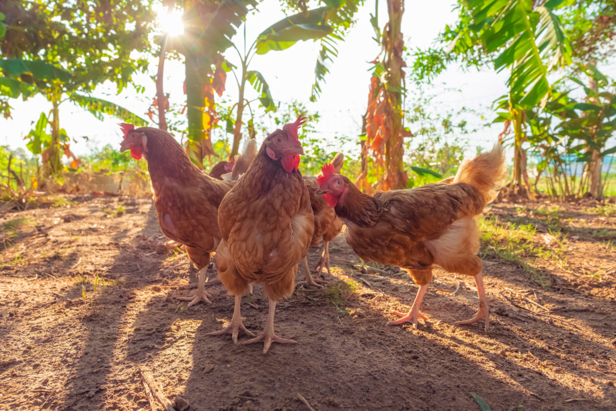 When Do Rhode Island Reds Start Laying and 15 Other Fun Facts - The Hip ...