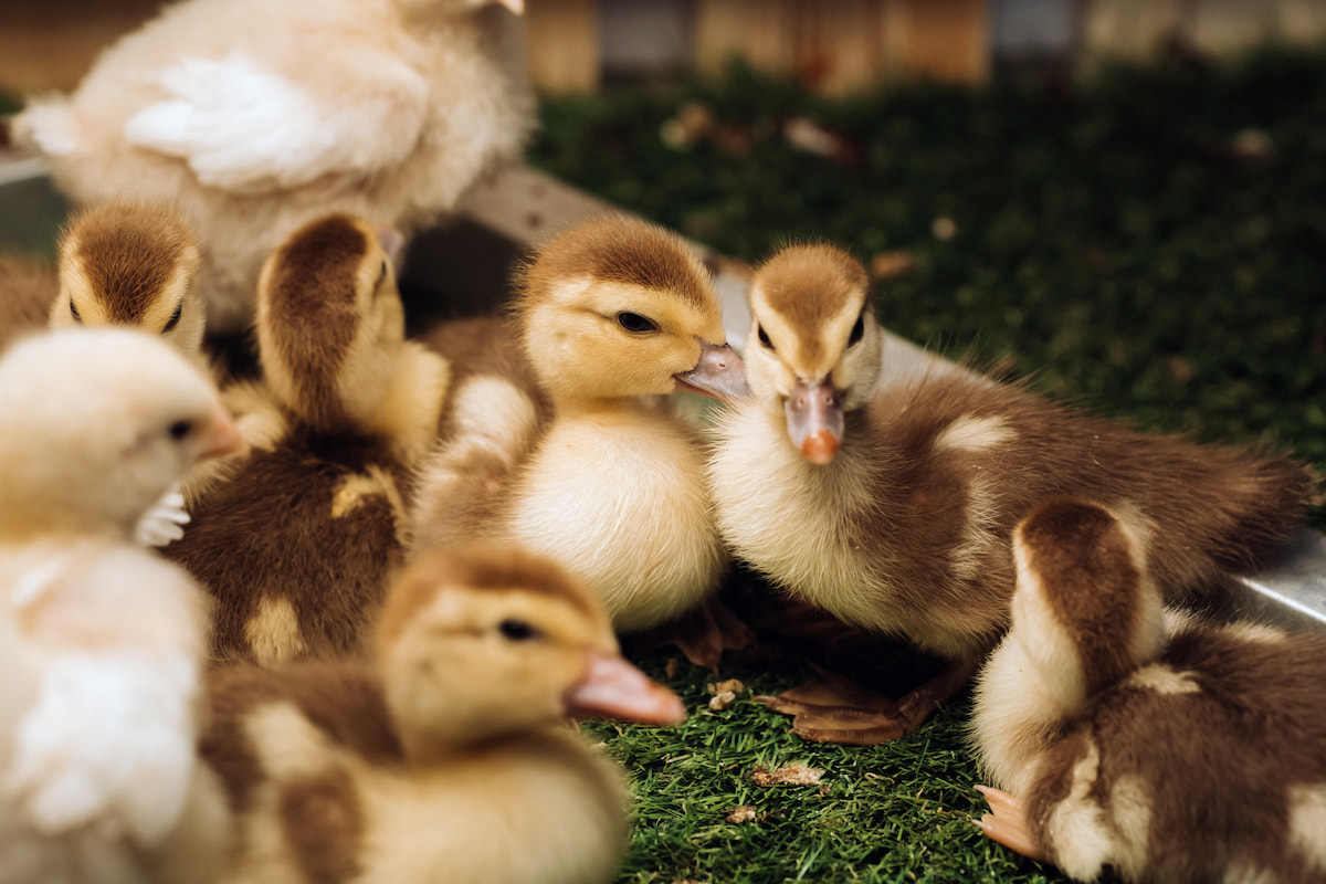 Ultimate Guide to Raising Ducks - The Hip Chick