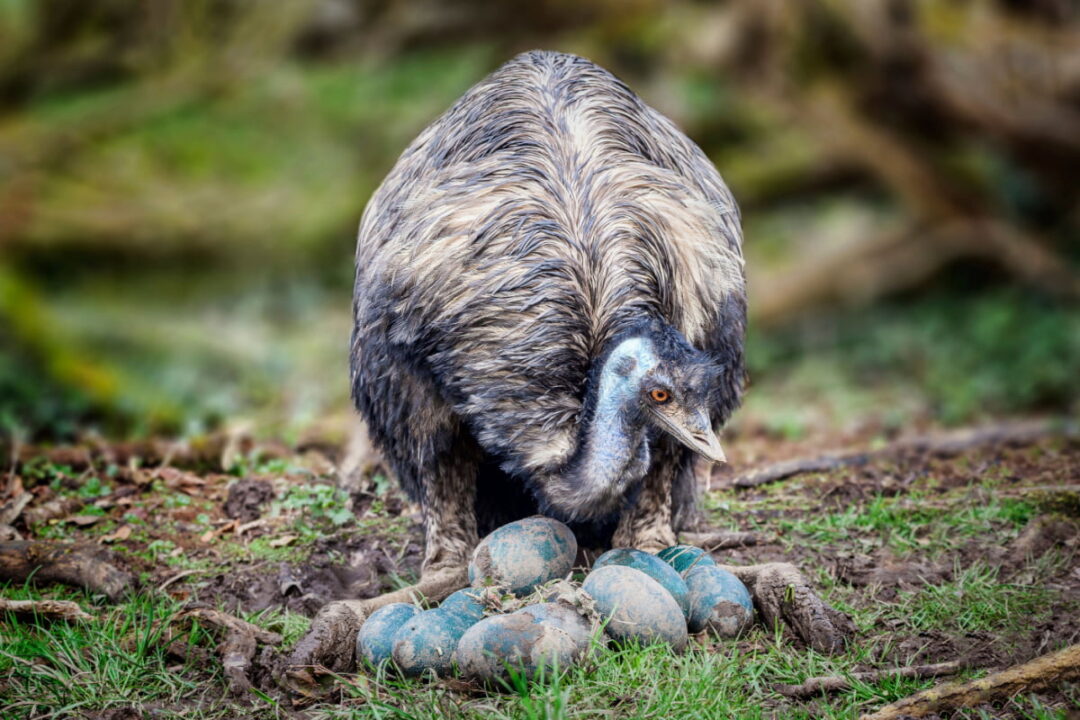 How Much Do Emus Cost? (and Where to Buy Them) - The Hip Chick