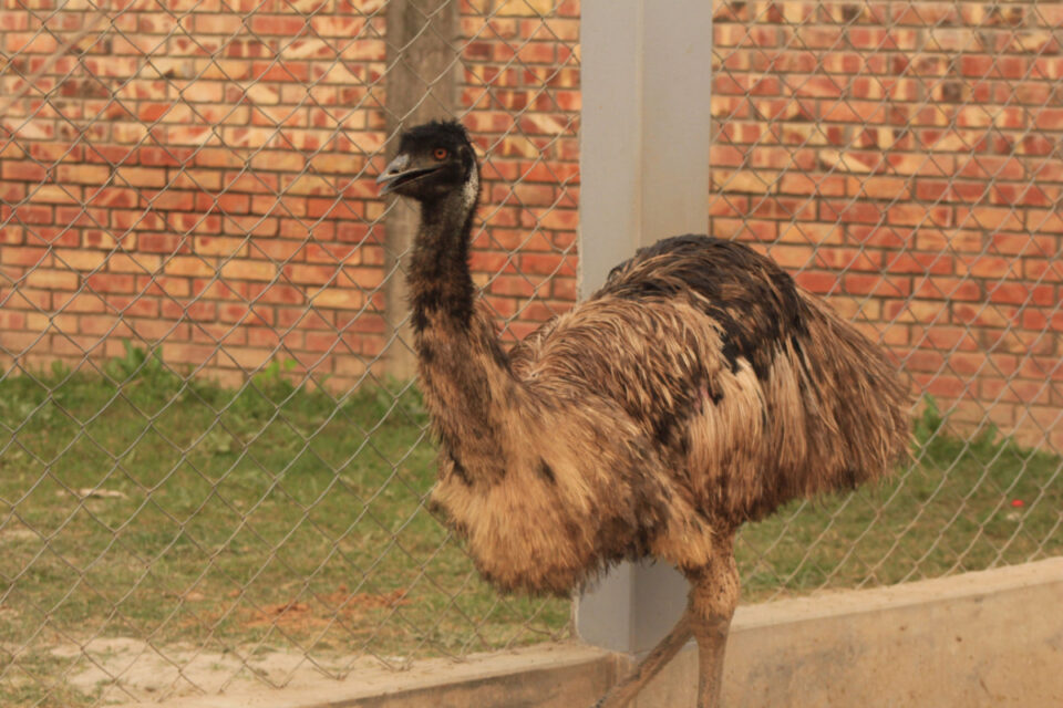 How to Tell If an Emu Egg Is Fertile? - The Hip Chick