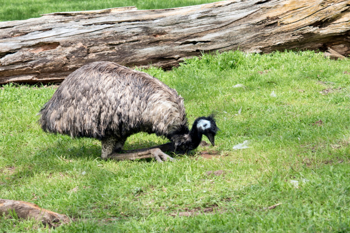 Can Emu Eat Bread? - The Hip Chick