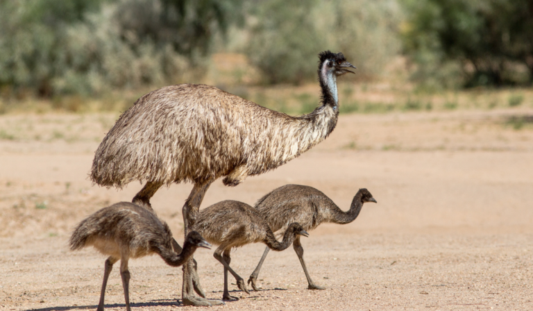 Easy Guide to Feeding Your Pet Emu - The Hip Chick