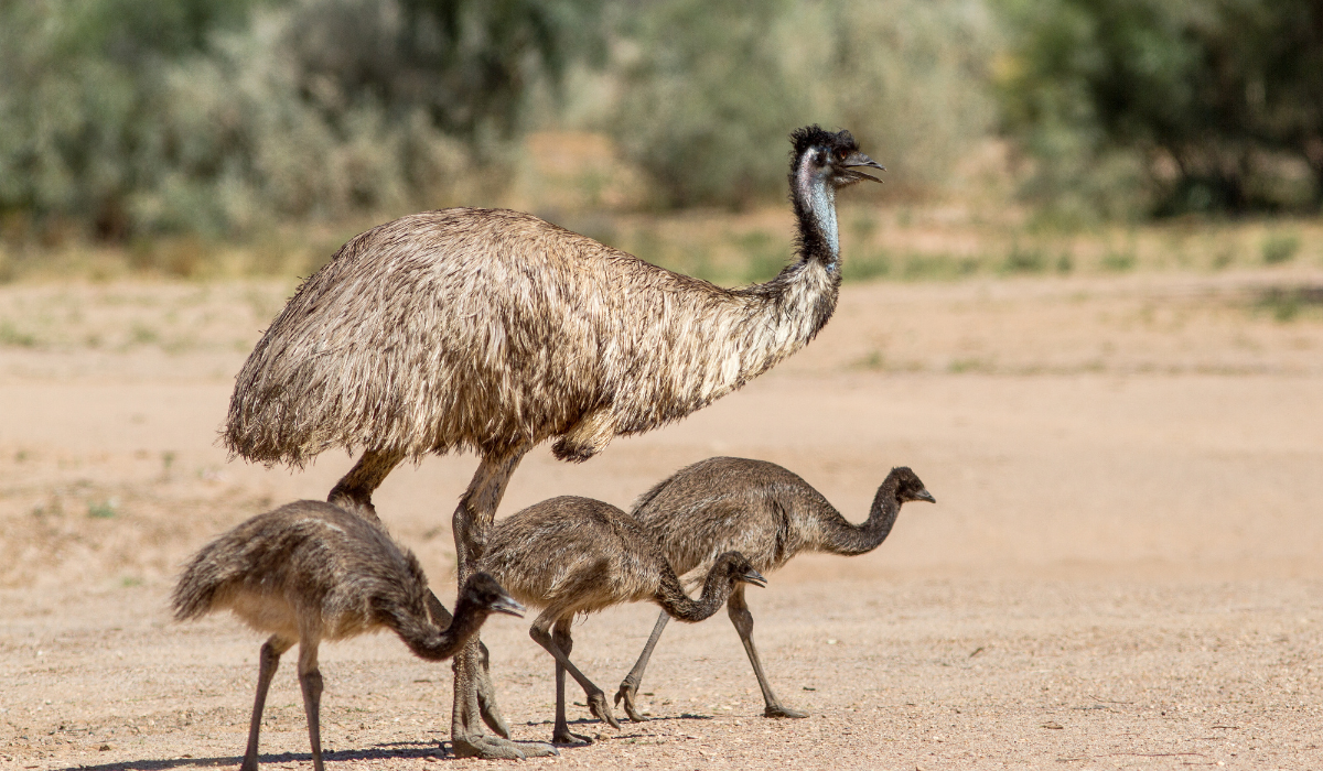 Easy Guide to Feeding Your Pet Emu - The Hip Chick