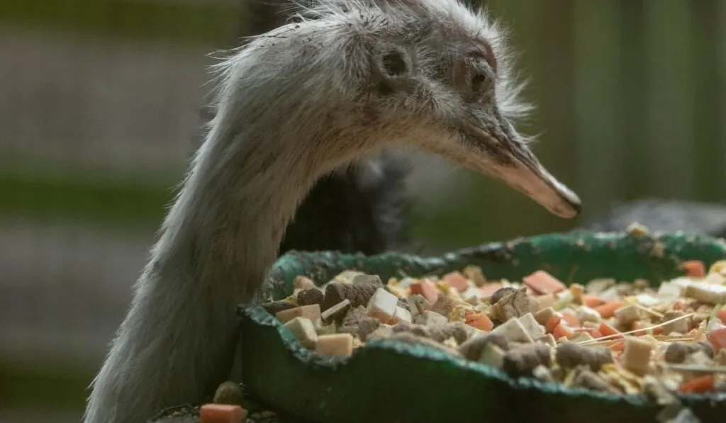 Can Emu Eat Bread? - The Hip Chick