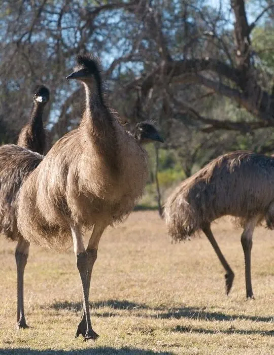 fun facts Archives - The Hip Chick