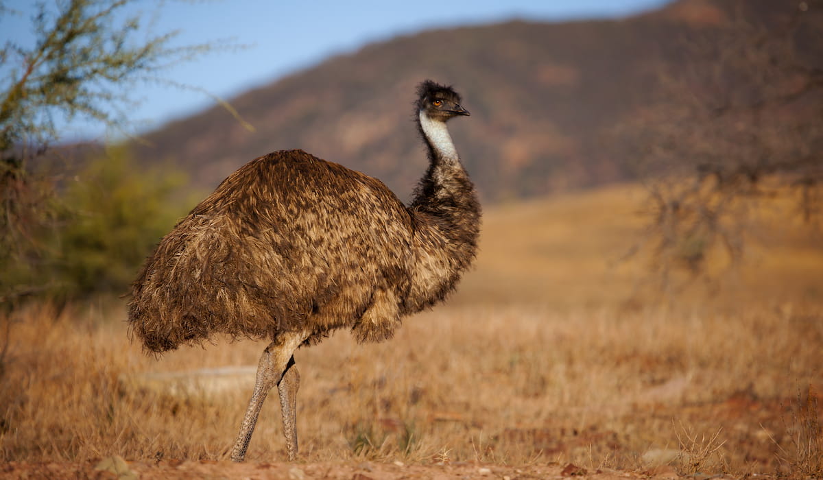 How Much Do Emus Cost? (and Where to Buy Them) - The Hip Chick