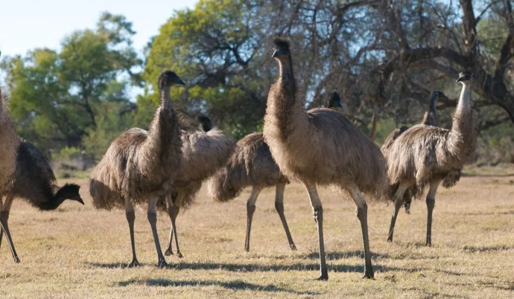 Do Emus Eat Meat? - The Hip Chick