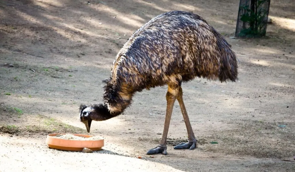 Do Emus Eat Meat? - The Hip Chick