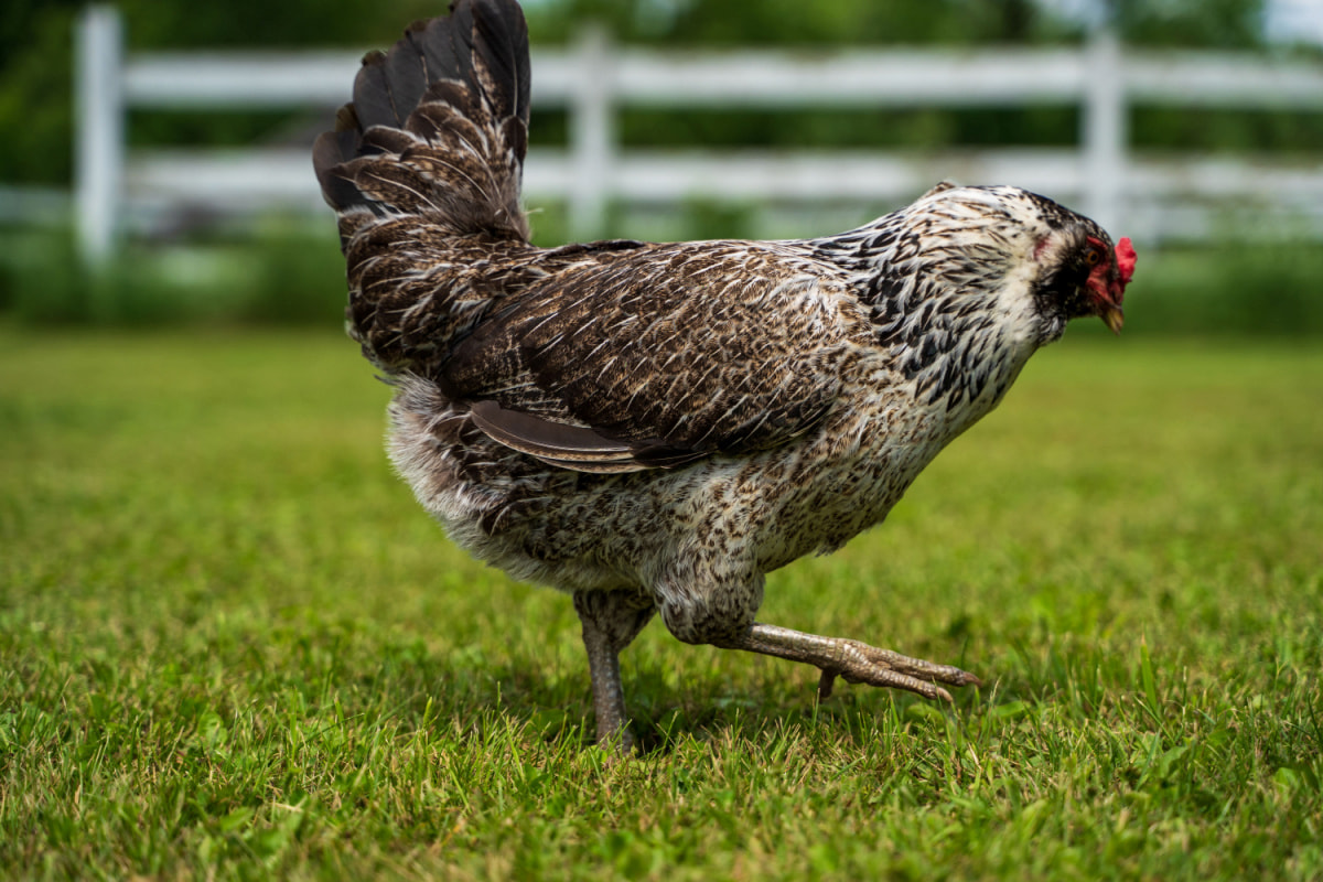 15 Chicken Breeds With Fluffy Feathers - The Hip Chick