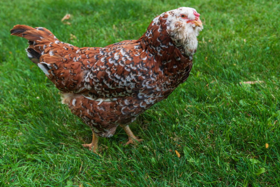 15 Chicken Breeds With Fluffy Feathers - The Hip Chick