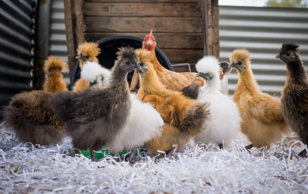 15 Chicken Breeds With Fluffy Feathers - The Hip Chick