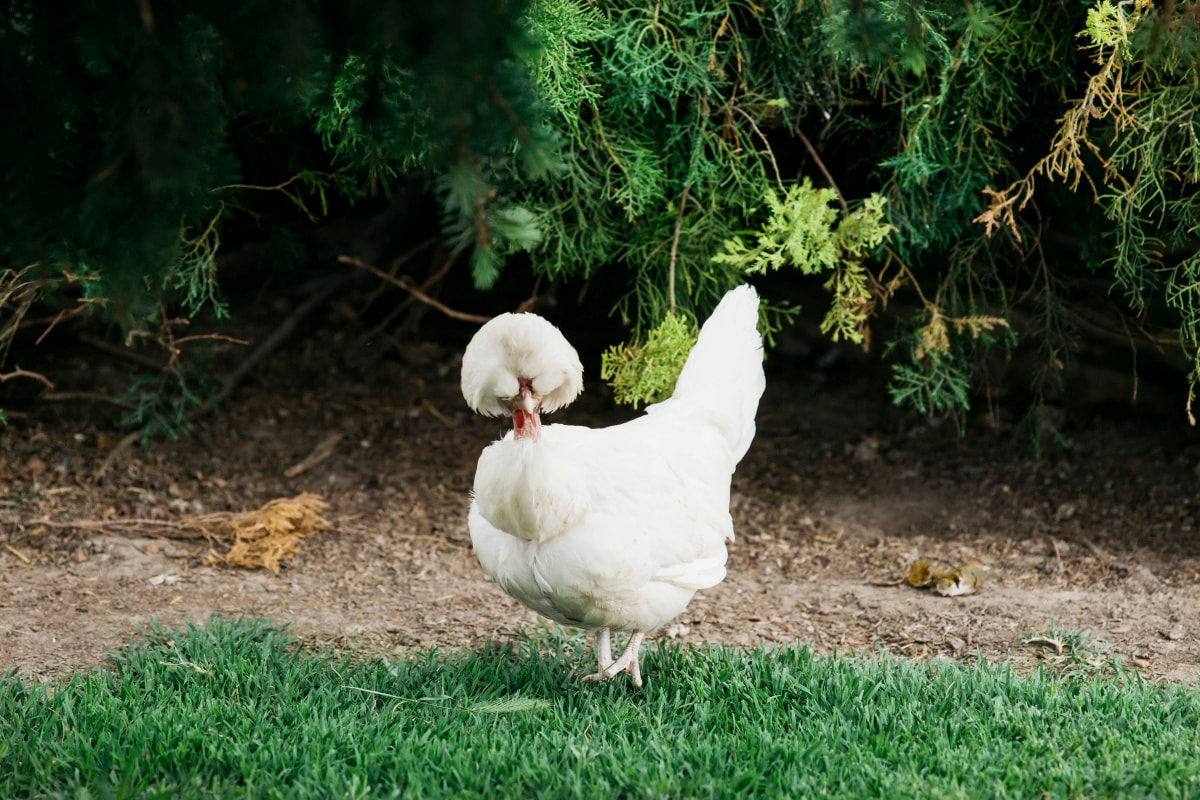 15 Chicken Breeds With Fluffy Feathers - The Hip Chick