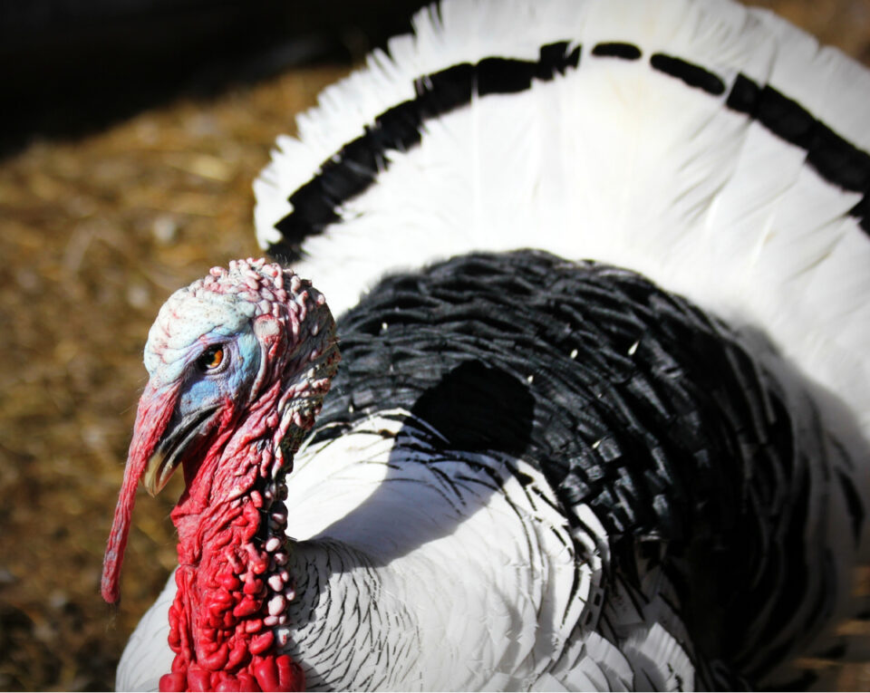 9 Best Turkey Breeds for Meat - The Hip Chick