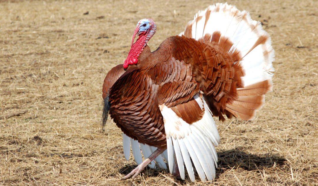 9 Best Turkey Breeds for Meat - The Hip Chick