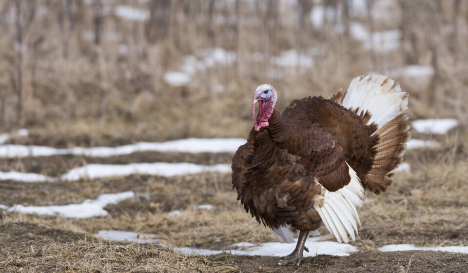 11 Turkey Breeds for Pets - The Hip Chick