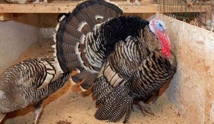 8 Friendliest Turkey Breeds for Your Farm - The Hip Chick