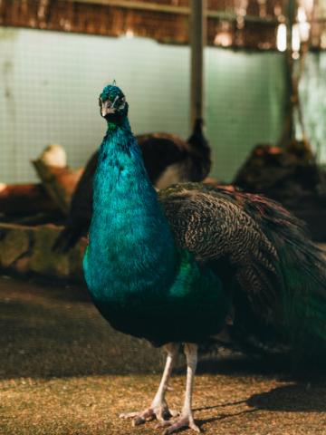 Ultimate Guide to Incubating Peacock Eggs - The Hip Chick