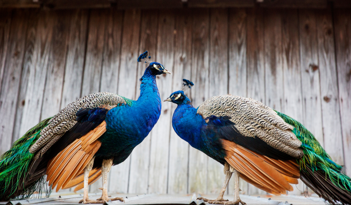 Indian Peafowl Breed Profile - The Hip Chick