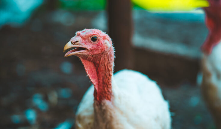 9 Best Turkey Breeds for Meat - The Hip Chick