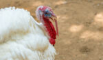 9 Best Turkey Breeds for Meat - The Hip Chick