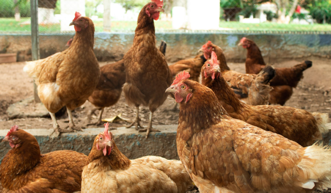 8 Companion Animals for Peacocks - The Hip Chick