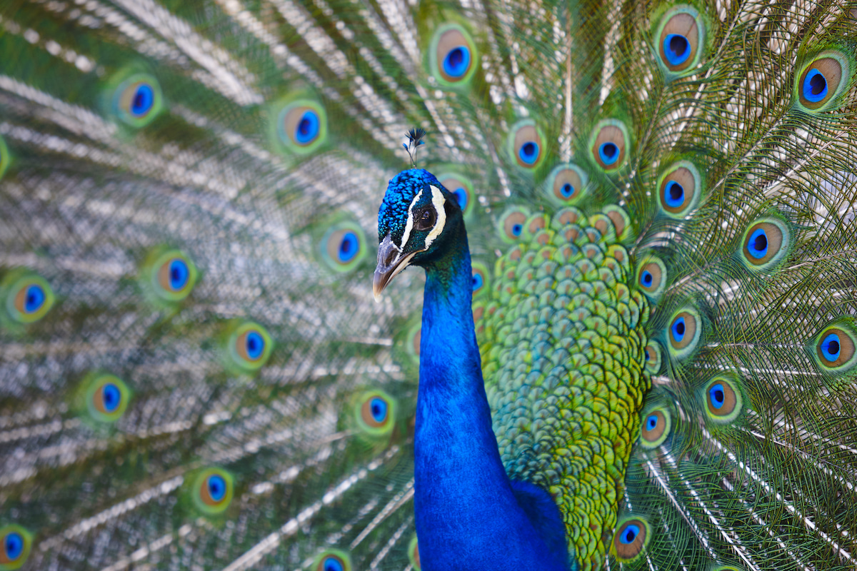 20 Peacock Diseases You Should Know About The Hip Chick 20-peacock-diseases-you-should-know-about-the-hip-chick