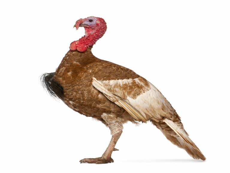13 Popular Turkey Breeds - The Hip Chick