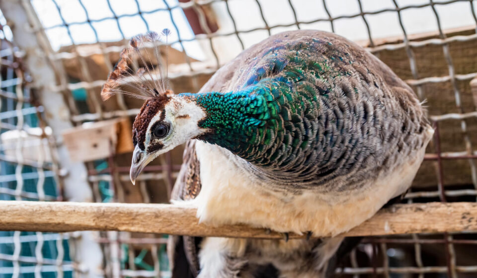 Ultimate Guide to Raising Healthy Peacocks - The Hip Chick