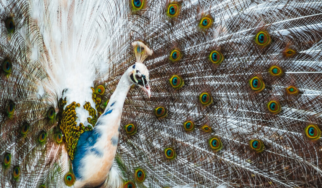 Types of Peacocks - The Hip Chick