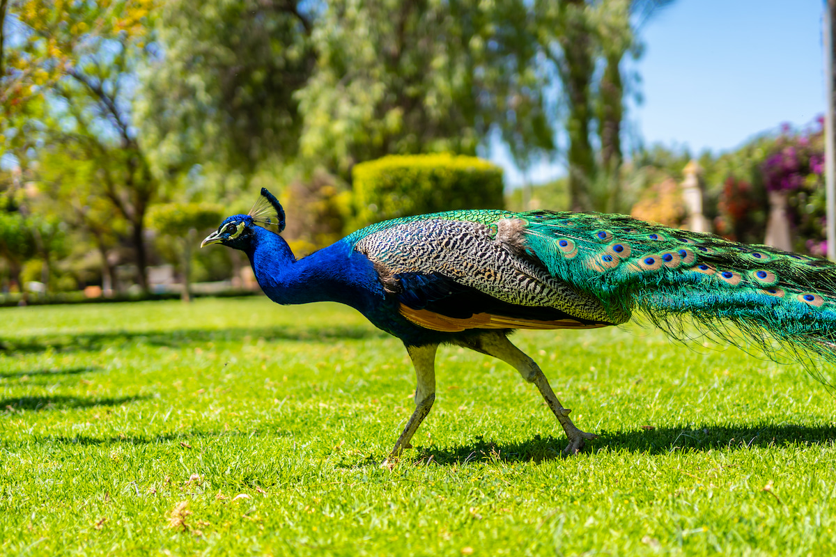 20 Peacock Diseases You Should Know About - The Hip Chick