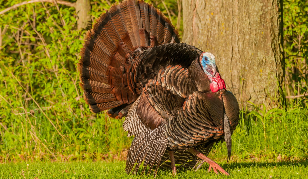 5 Most Expensive Turkey Breeds - The Hip Chick