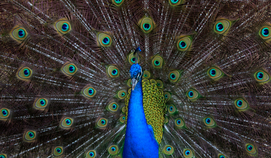 Rare Peacock Colors - The Hip Chick