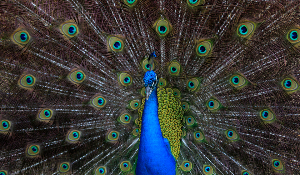 Rare Peacock Colors - The Hip Chick